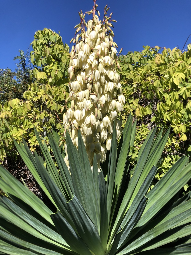 moundlily yucca from Te Waipounamu/South Island, Timaru, Canterbury, NZ ...