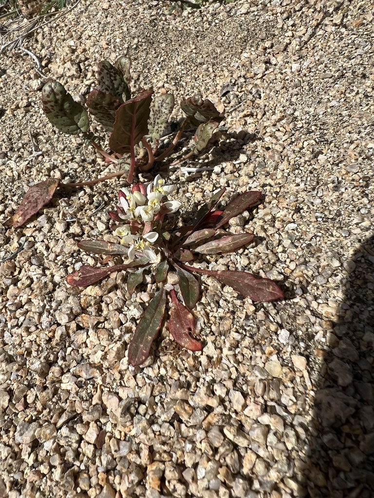 Booth's Evening Primrose from Joshua Tree National Park, Indio, CA, US ...