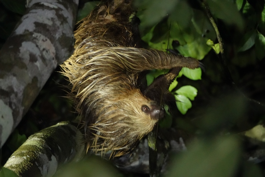 Linnaeus's Two-toed Sloth from 78580-000, Alta Floresta, MT, BR on ...