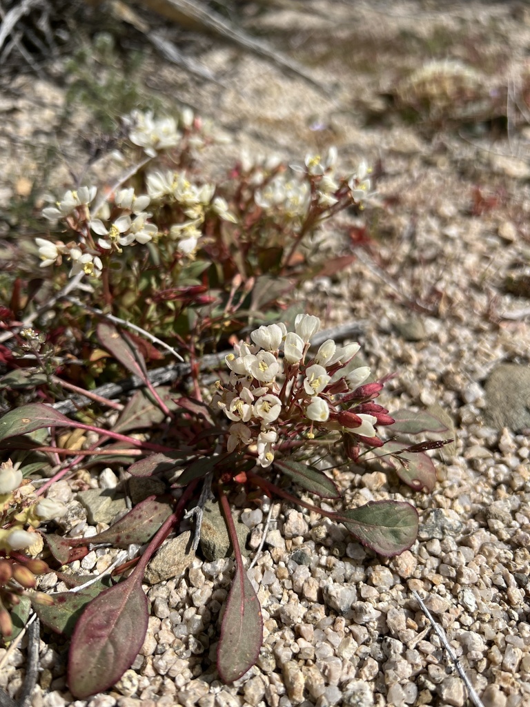 Booth's Evening Primrose from Joshua Tree National Park, Indio, CA, US ...