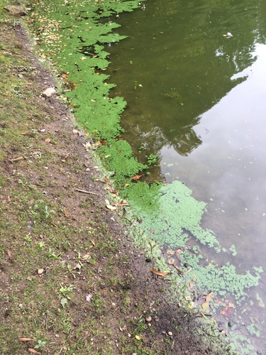 Observations by ilora · iNaturalist