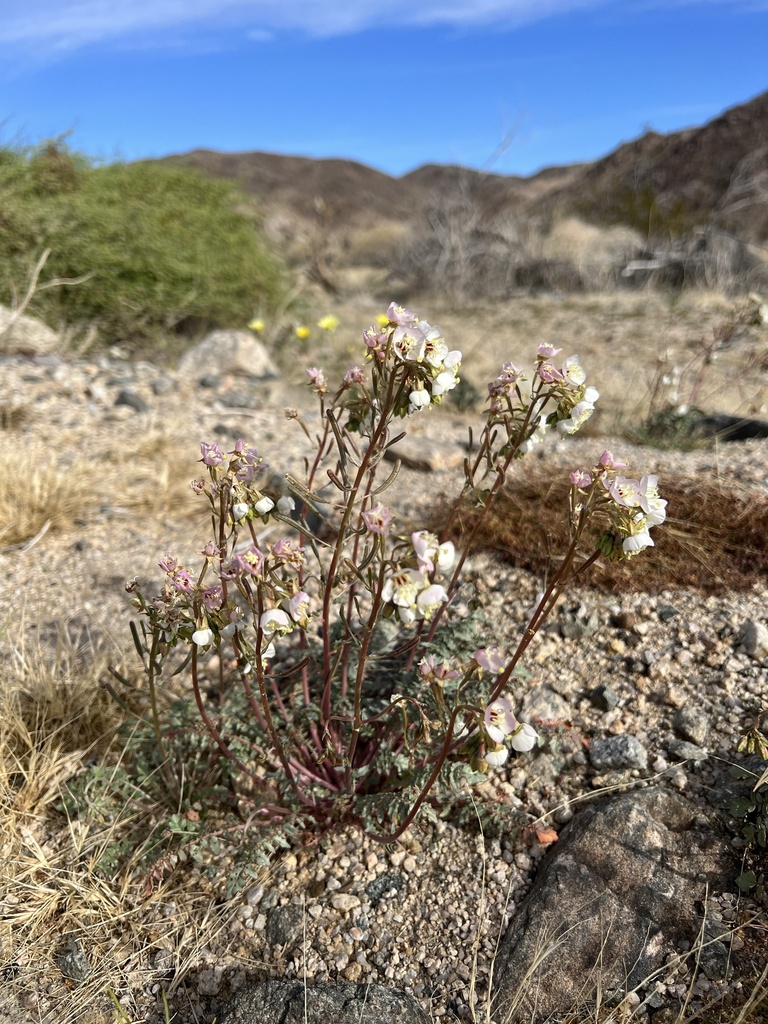 Browneyes from Joshua Tree National Park, Desert Hot Springs, CA, US on ...