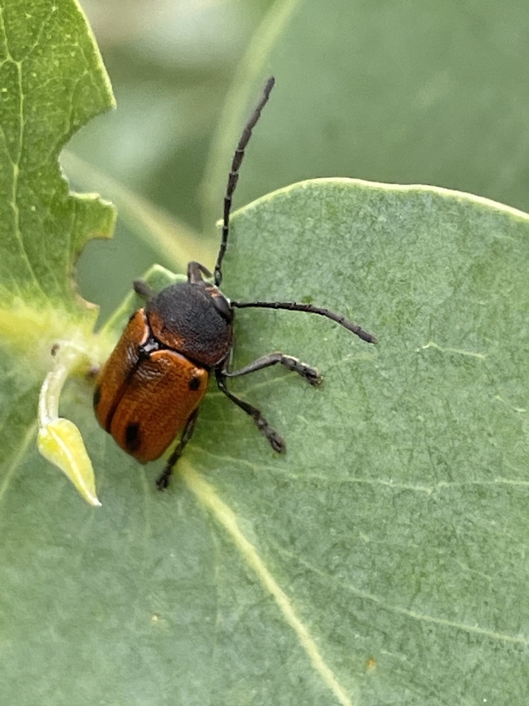 Cadmus litigiosus from Overport Park, Frankston South, VIC, AU on March ...