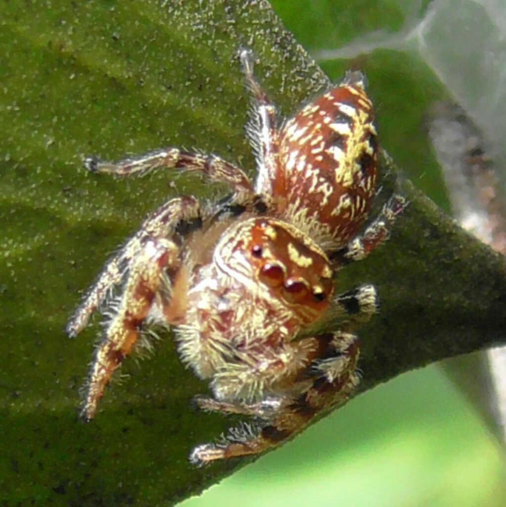 Massive Garden Jumping Spider from Watsonville QLD 4887, Australia on ...