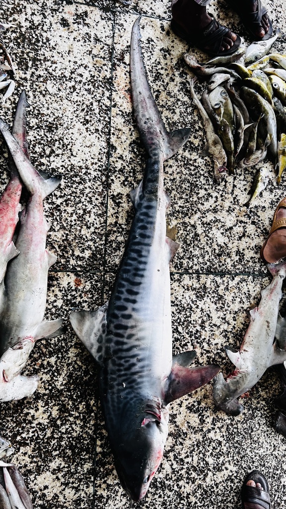 Tiger Shark in March 2023 by sultan ahmed · iNaturalist