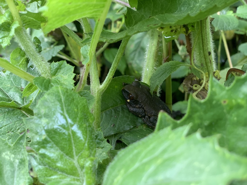 Karissimbi Forest Tree Frog in March 2023 by Mapendo Mindje · iNaturalist