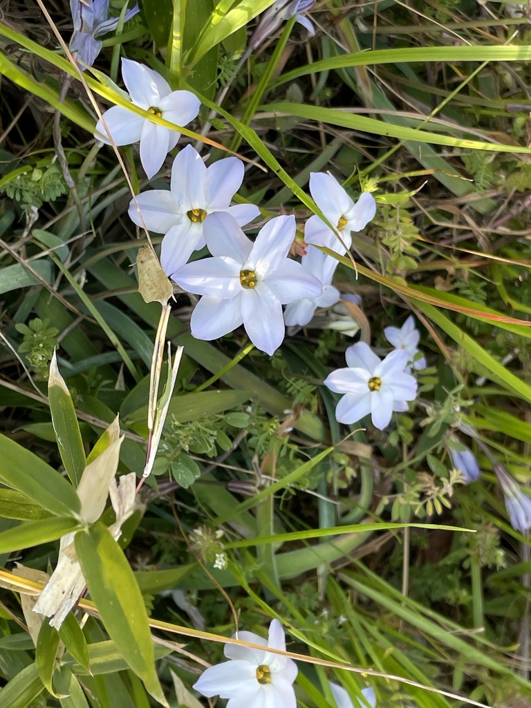 Spring starflower from 濑川1, 箕面市, 大阪府, JP on March 19, 2023 at 04:11 PM ...