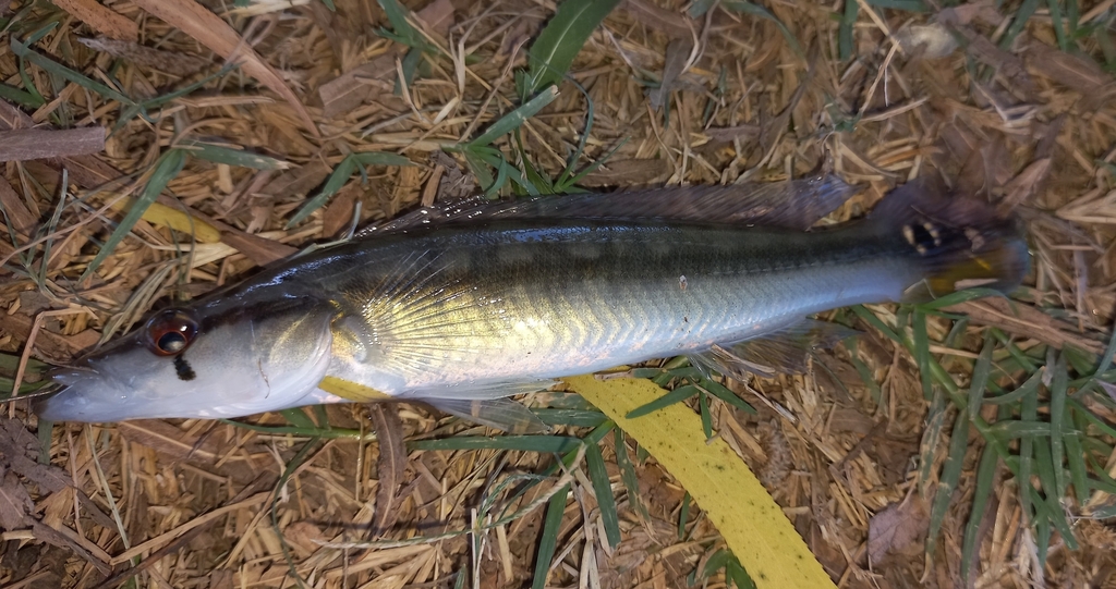 Longjaw Pike Cichlid from Coronda, Santa Fe, Argentina on March 18 ...
