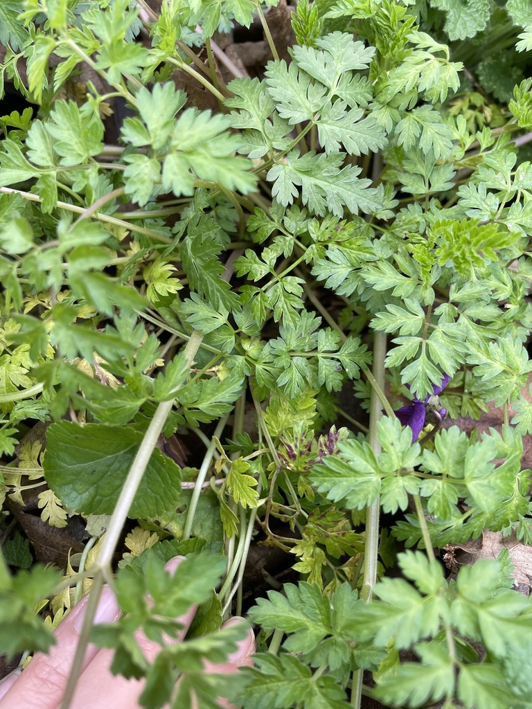 Cow Parsley from Kessock Close, London, England, GB on March 19, 2023 ...