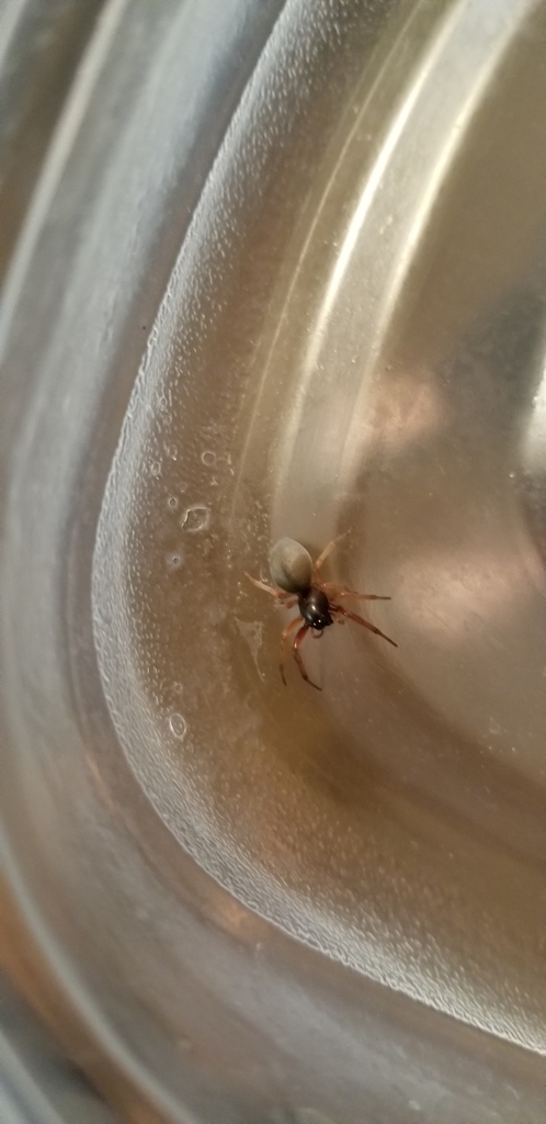 Broad-faced Sac Spider from 117 E DuBois Ave, DuBois, PA 15801, USA on ...