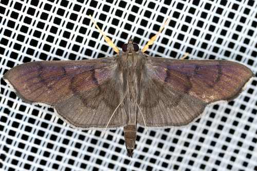 Omiodes humeralis · iNaturalist