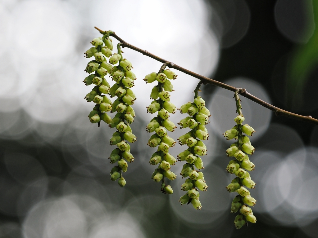 Stachyurus himalaicus from 546台灣南投縣仁愛鄉大同村 on March 19, 2023 at 01:51 PM ...