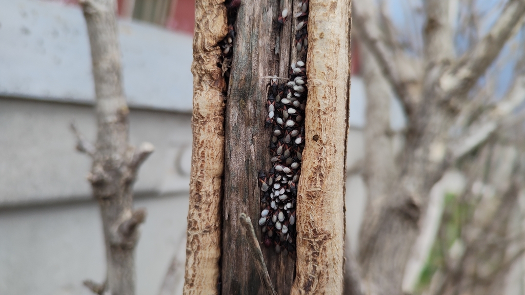 Lime seed bug from Verbano-Cusio-Ossola, Piemonte, IT on March 19, 2023 ...
