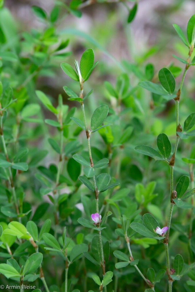 Japanese Clover from Pickens, South Carolina, United States on July 4 ...