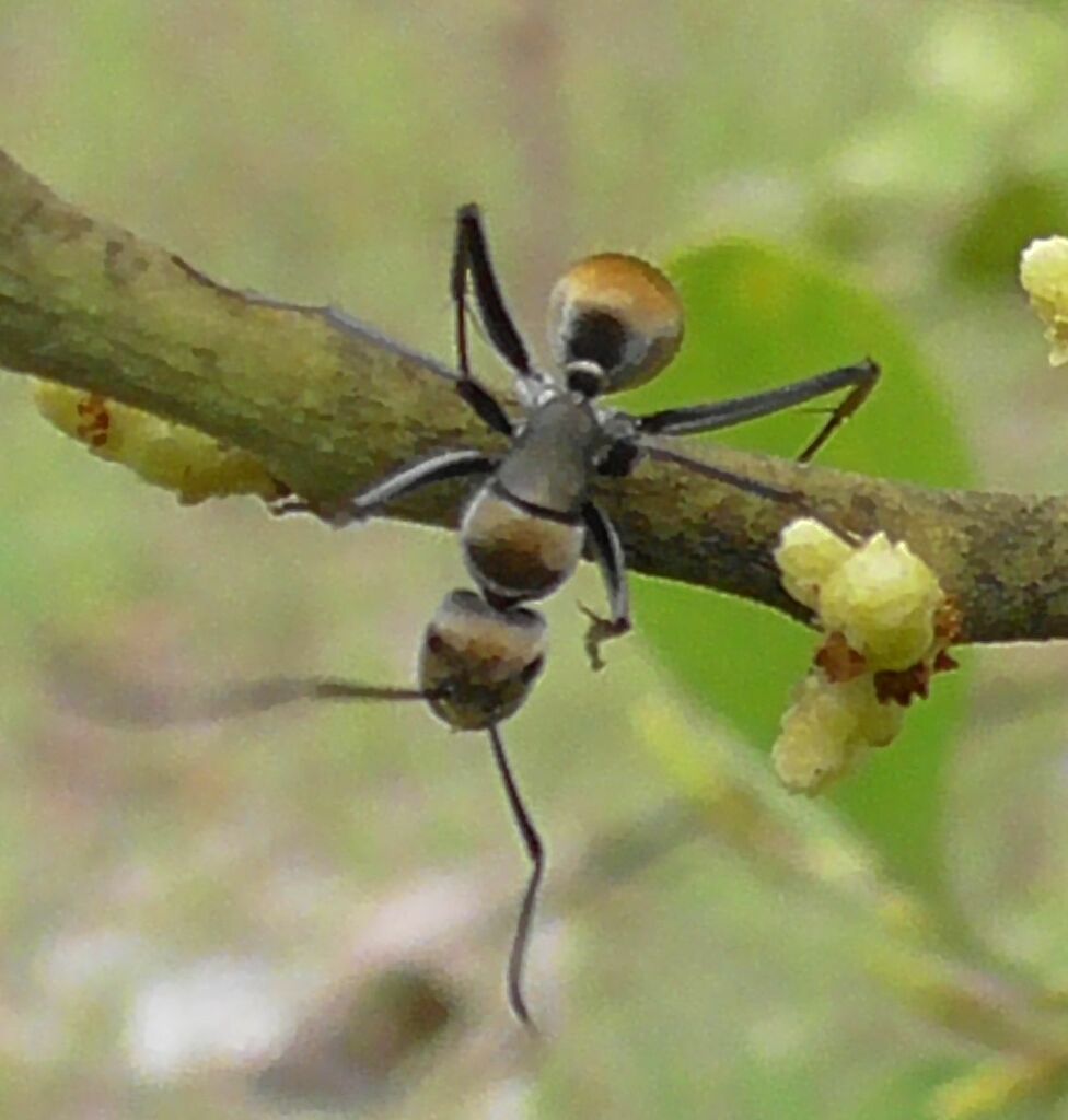 Myrmophyma from Watsonville QLD 4887, Australia on March 19, 2023 at 11 ...