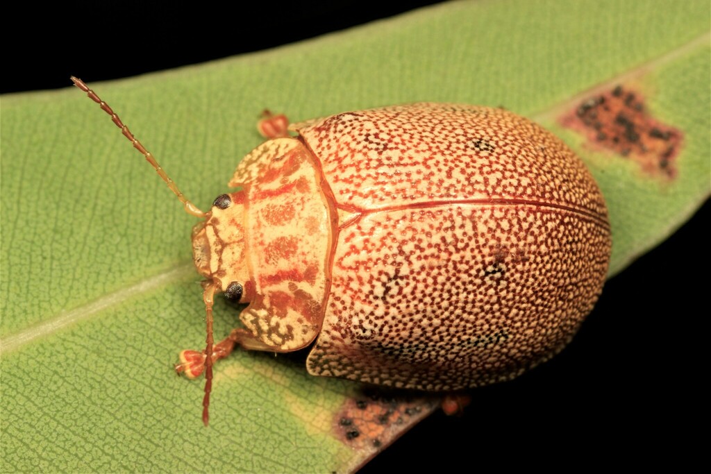 Paropsis atomaria from 204 Myers Rd, Pentland Hills VIC 3341, Australia on March 18, 2023 at 10: ...