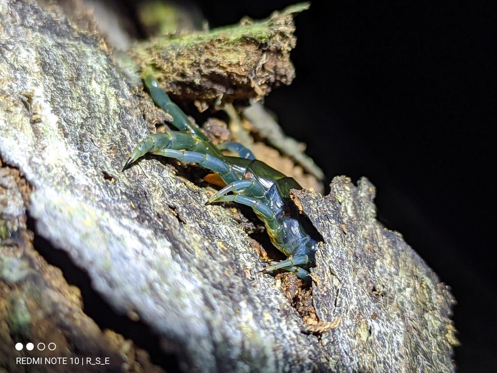 Australasian Giant Centipede from Empunak Tapang Keladan, Ketungau Hulu ...