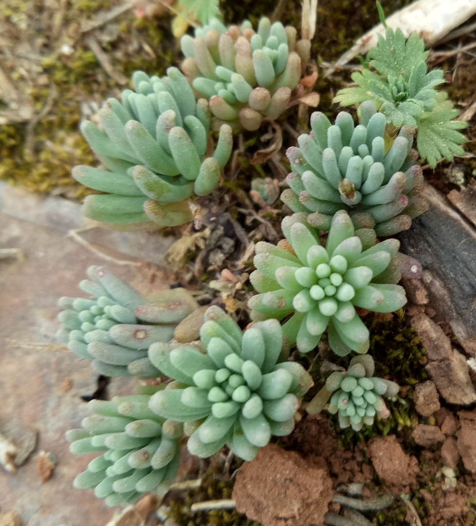 Reddish Stonecrop from 7H44+C7R، الخروب،، Algérie on March 19, 2023 at ...