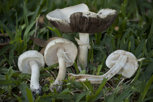 Agaricus macrochlamys · iNaturalist