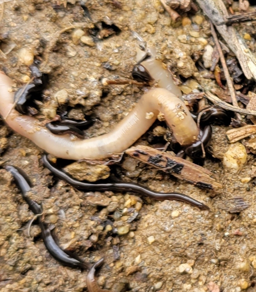Five-striped Flatworm from Thousand Oaks, CA 91360, USA on March 19 ...