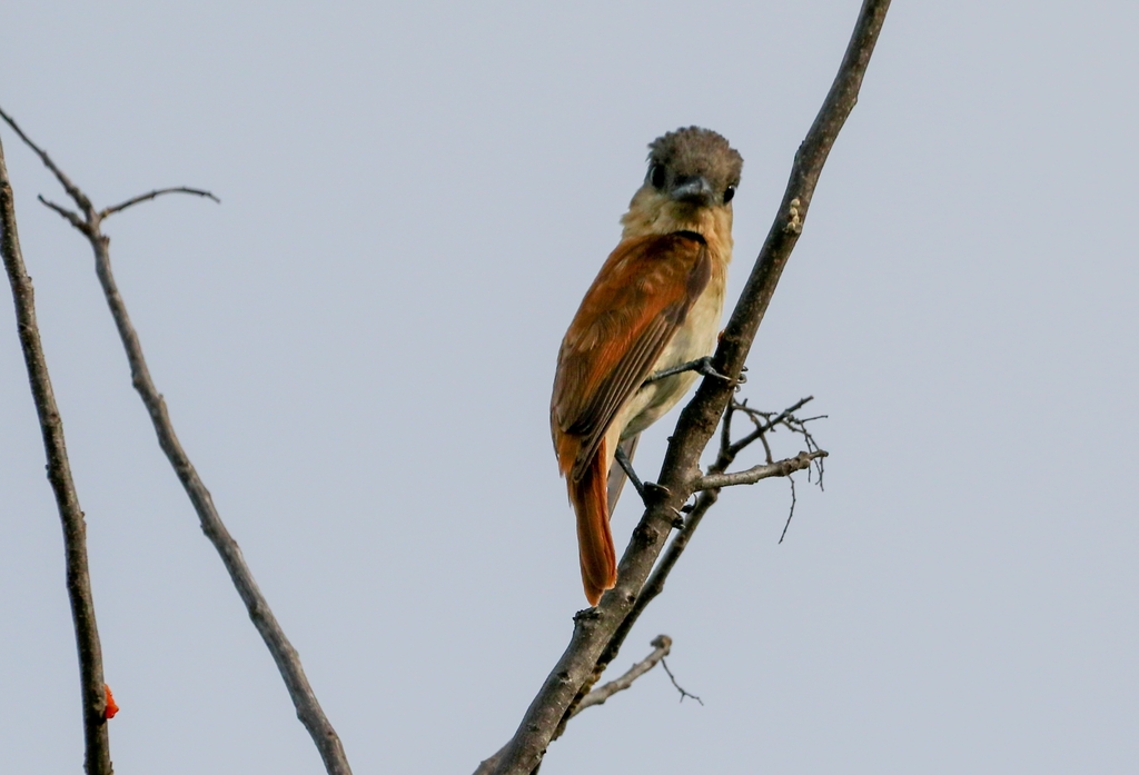 Crested Becard from sitio malhadas da, Currais Novos - RN, 59380-000 ...