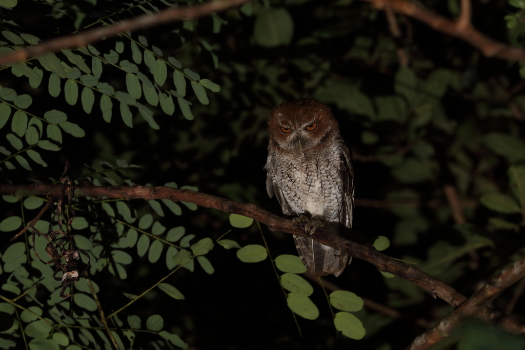 Puerto Rican Owl in December 2022 by louislo · iNaturalist