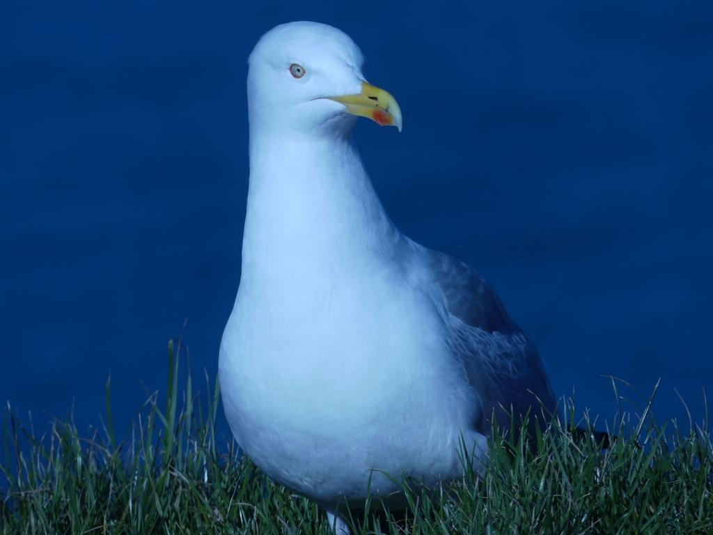 Herring Gull from Étretat on March 19, 2023 at 04:46 PM by Marc Derval ...