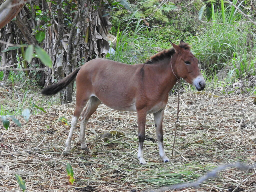 Mule/Hinny from Atoyac de Álvarez, Gro., México on March 17, 2023 at 06 ...