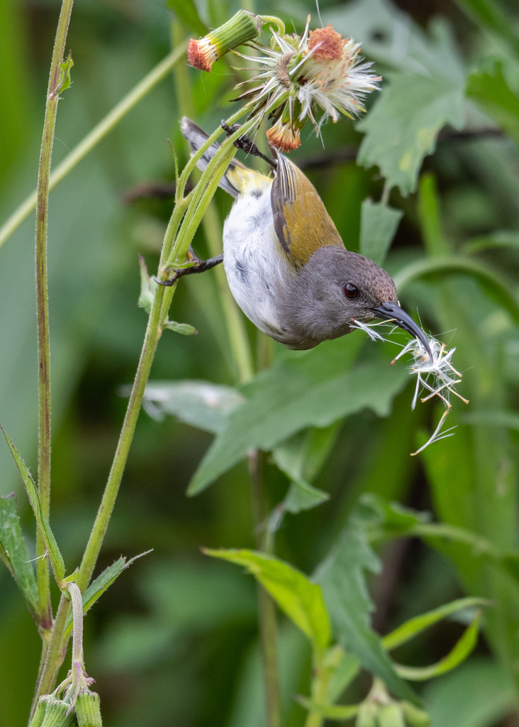 Gray-hooded Sunbird in July 2022 by Sam Youngdale · iNaturalist