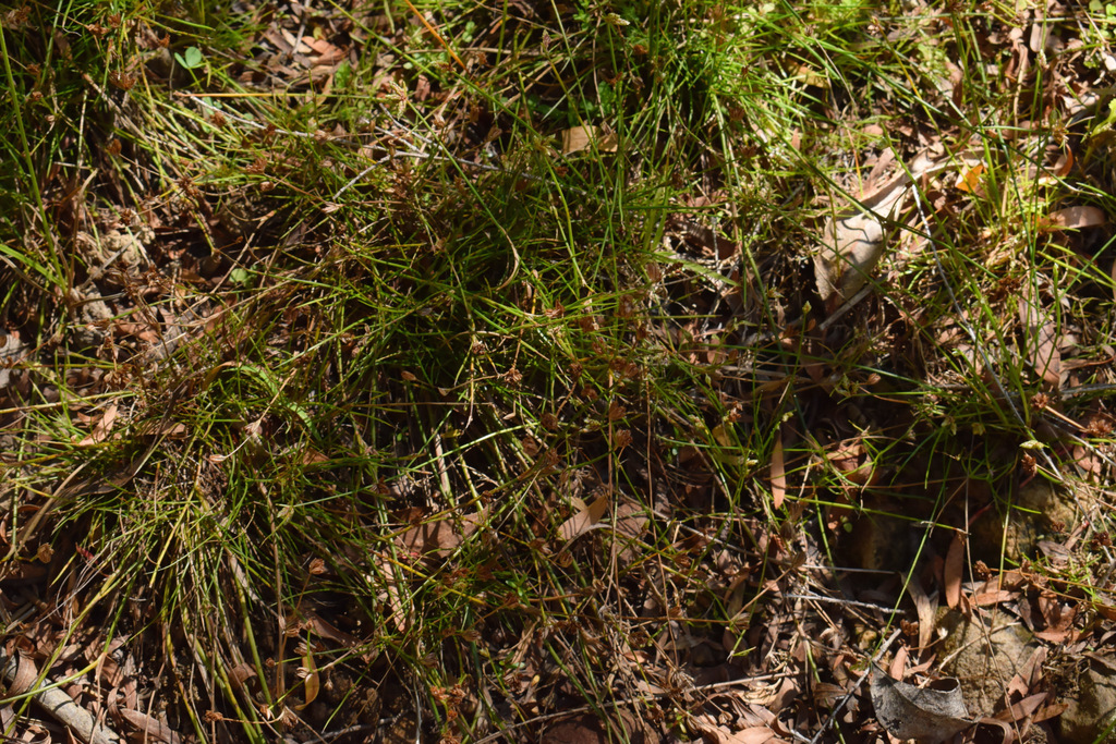Bulbous Rush from Mount Murray NSW 2577, Australia on March 19, 2023 at ...