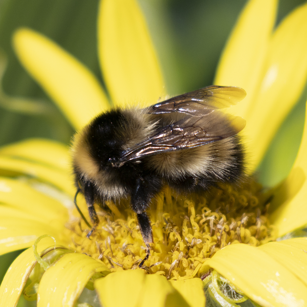 Polar Bumble Bee from St Paul, AK, USA on September 3, 2022 at 04:37 PM ...