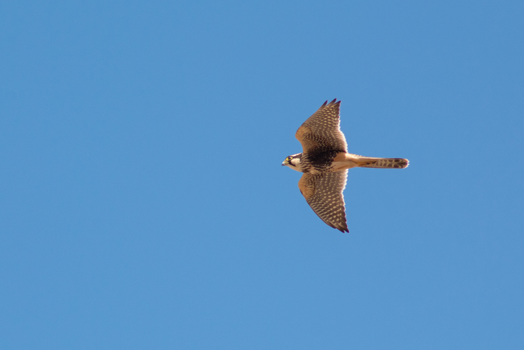 Aplomado Falcon from Colchagua, O'Higgins, Chile on March 18, 2023 at ...