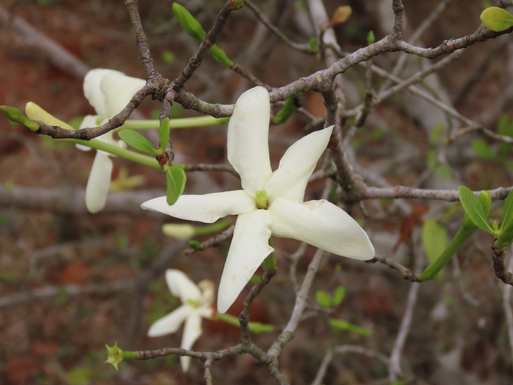 gardenias from Kayar R.F., Tamil Nadu 603108, India on March 19, 2023 ...