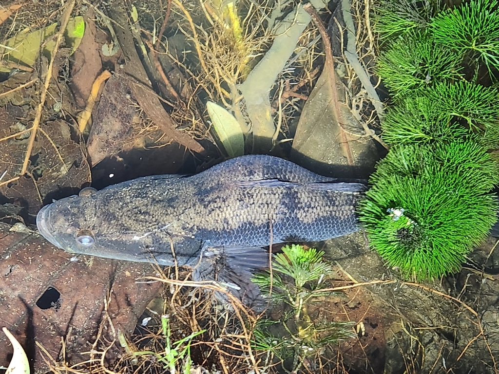Sleepy Cod from Douglas QLD 4814, Australia on March 19, 2023 at 10:28 ...