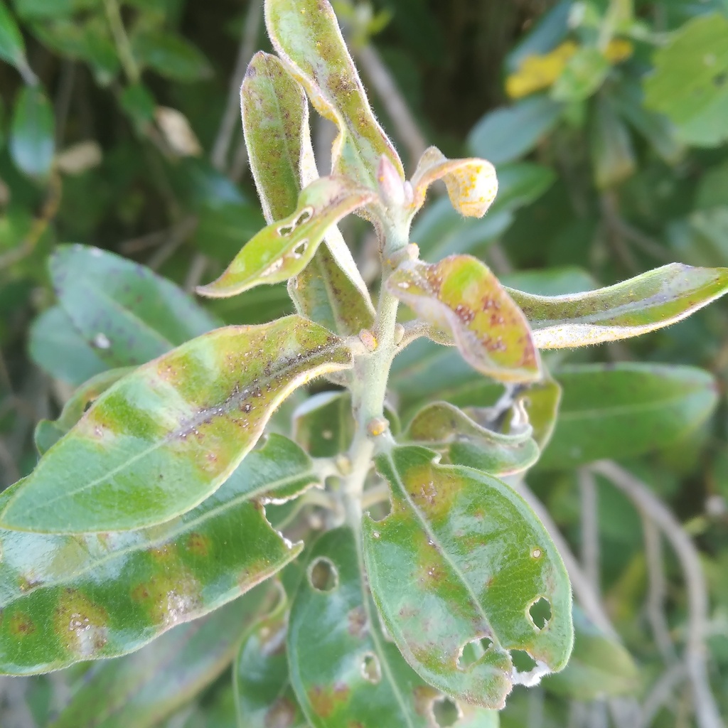Myrtle Rust from Mount Maunganui, New Zealand on March 20, 2023 at 04: ...