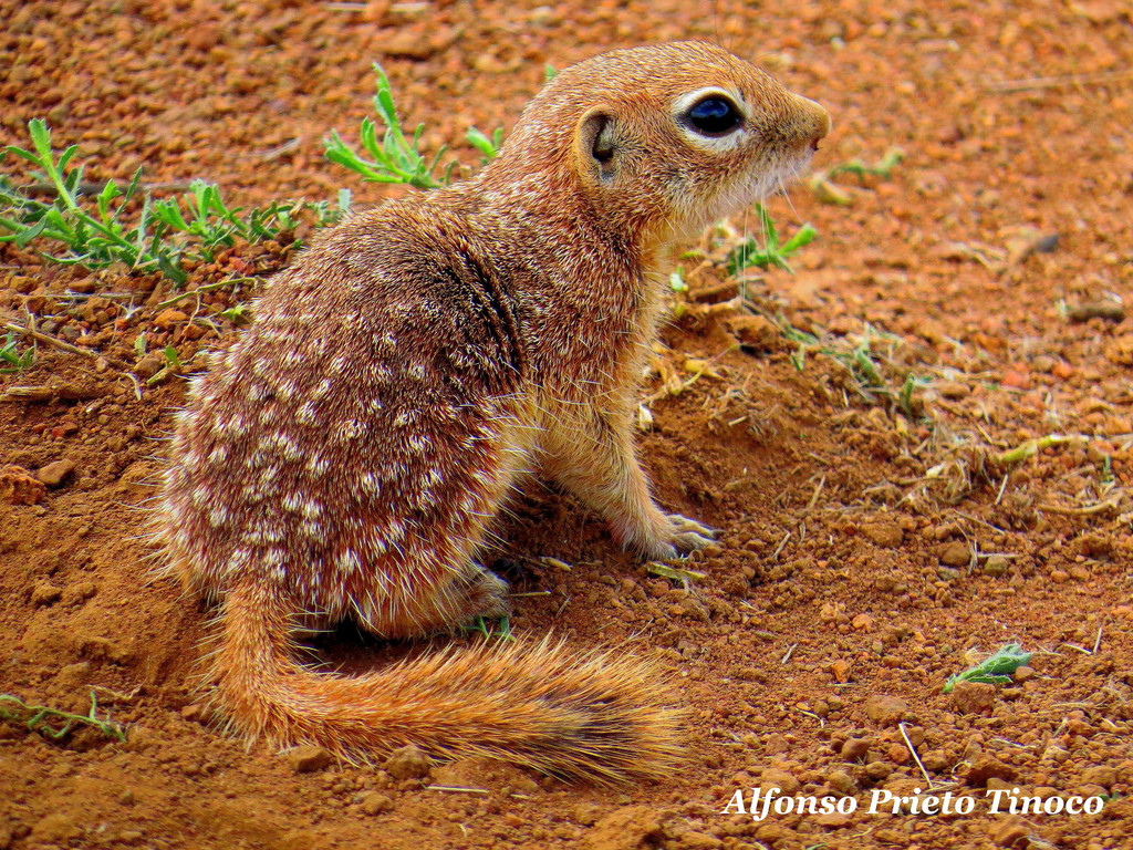 Spotted Ground Squirrel