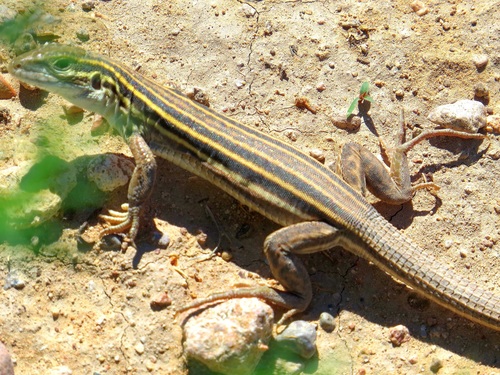 huico de la pradera del desierto (Cnemidophorus uniparens ...