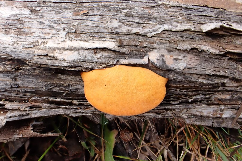 Southern Cinnabar Polypore from Pegarah TAS 7256, Australia on March 20 ...