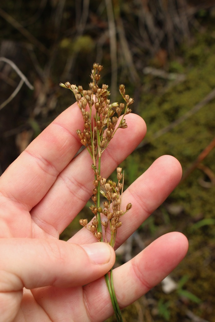 Forked Rush from Auckland, New Zealand on March 19, 2023 at 01:28 AM by ...