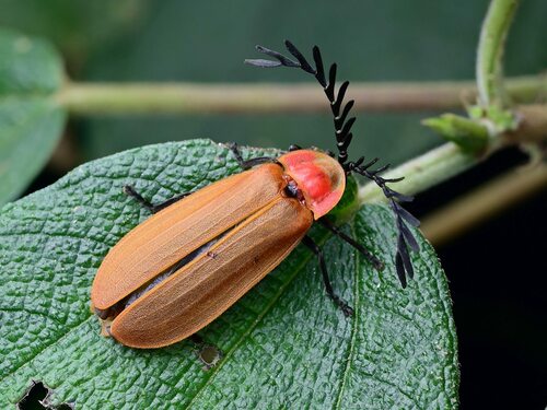 Photo 261795081, (c) jiangyou, all rights reserved, uploaded by ...