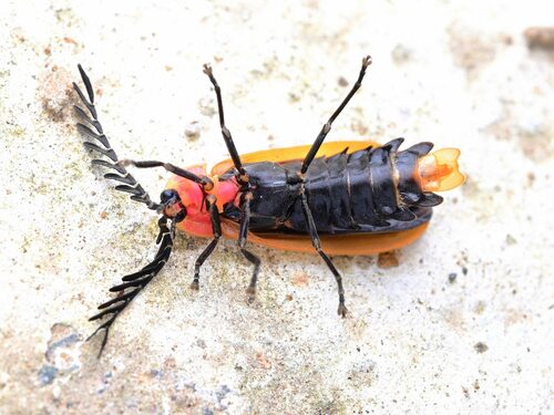 Photo 261795081, (c) jiangyou, all rights reserved, uploaded by ...