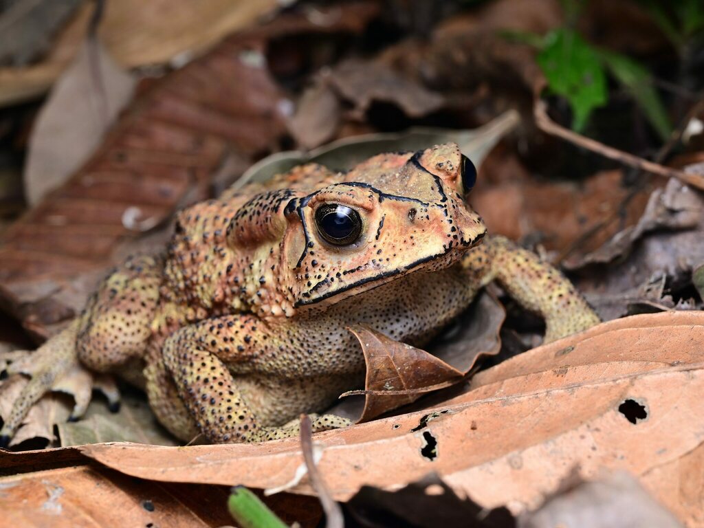 Asian Common Toad from 中国云南省西双版纳傣族自治州勐腊县 on March 17, 2023 at 09:59 PM ...