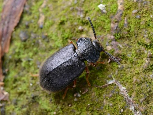Anaedus unidentatus · iNaturalist