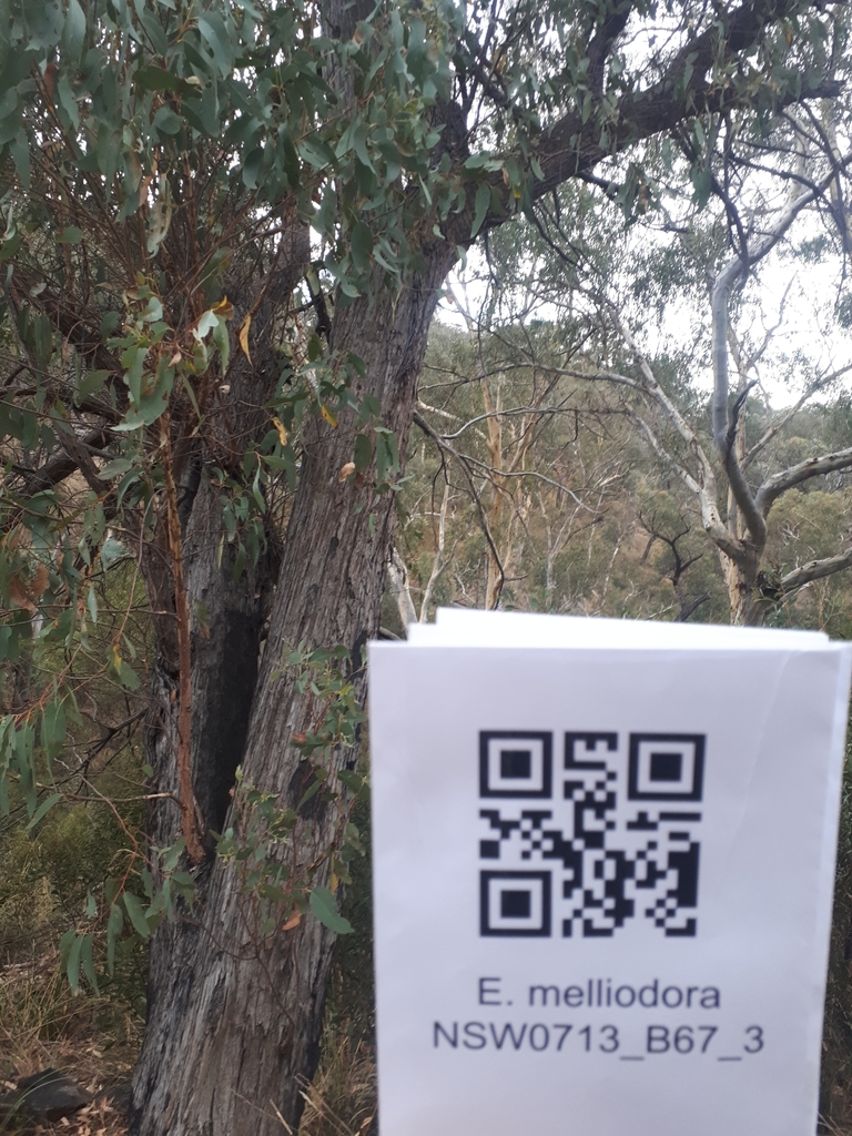 Red Stringybark from Watson ACT 2602, Australia on March 20, 2023 at 05 ...