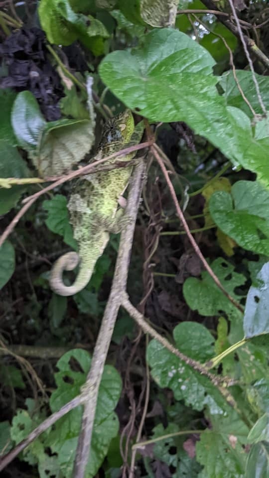 Johnston's Chameleon from Gishwati Mukura National Park, Rutsiro, RW on ...