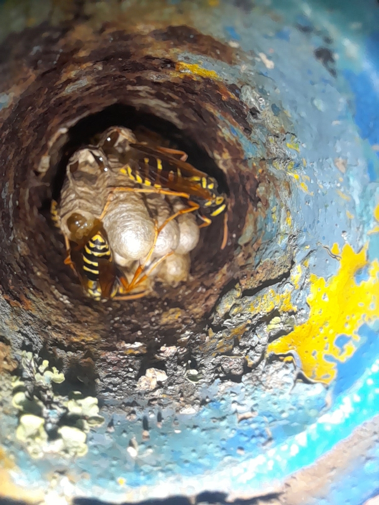 European Paper Wasp from WHT SPHR SPGS, MT 59645، ایالات متحده آمریکا ...