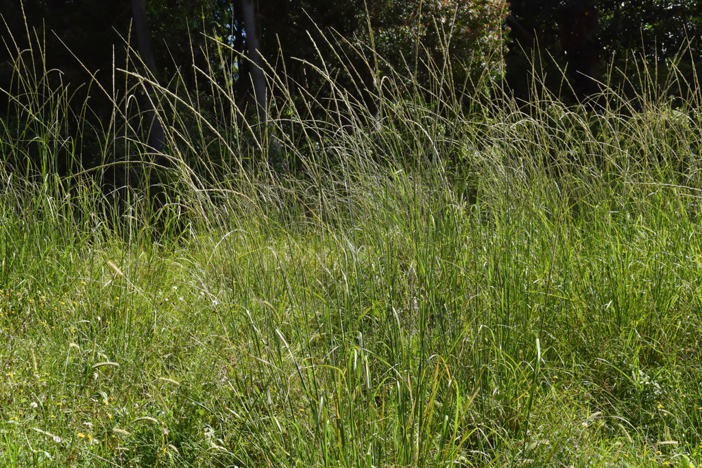 Parramatta Grass from Figtree NSW 2525, Australia on March 8, 2023 at ...
