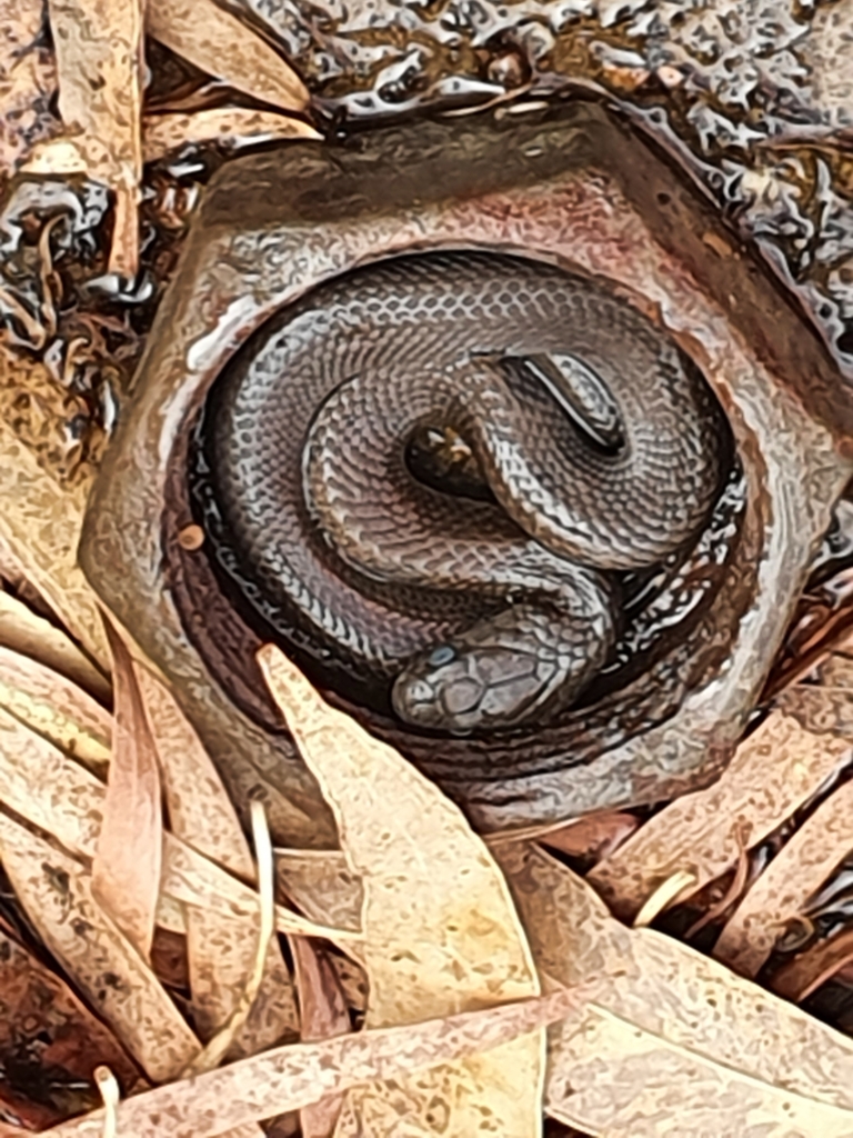Tiger Snake from Nyora VIC 3987, Australia on March 16, 2022 at 11:07 ...