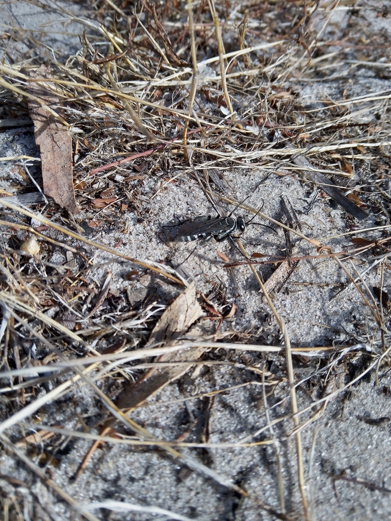 Spider Wasps from Langwarrin Flora & Fauna Reserve on March 20, 2023 at ...