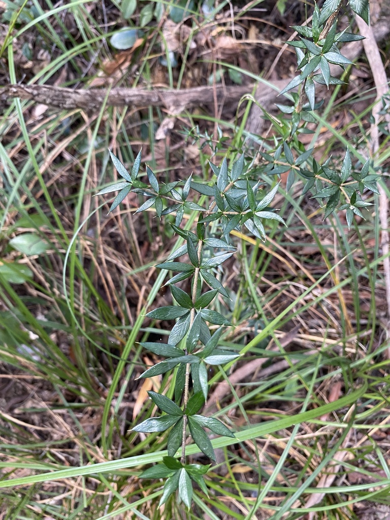 Chain Fruit from Kureelpa, QLD, AU on March 19, 2023 at 10:15 AM by ...